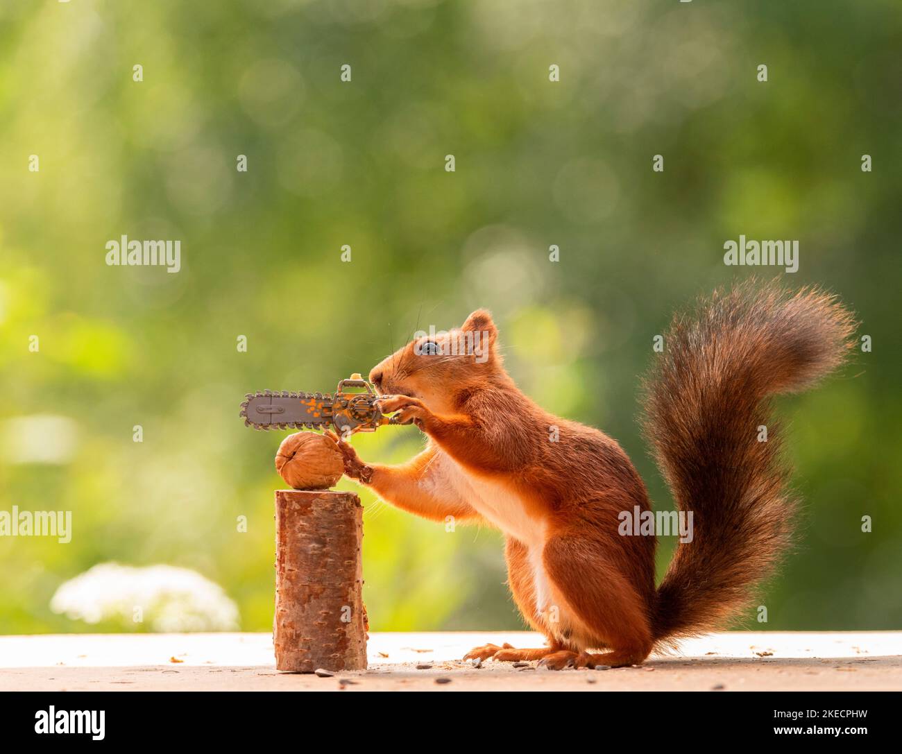 red squirrel holding a chainsaw with walnut Stock Photo - Alamy