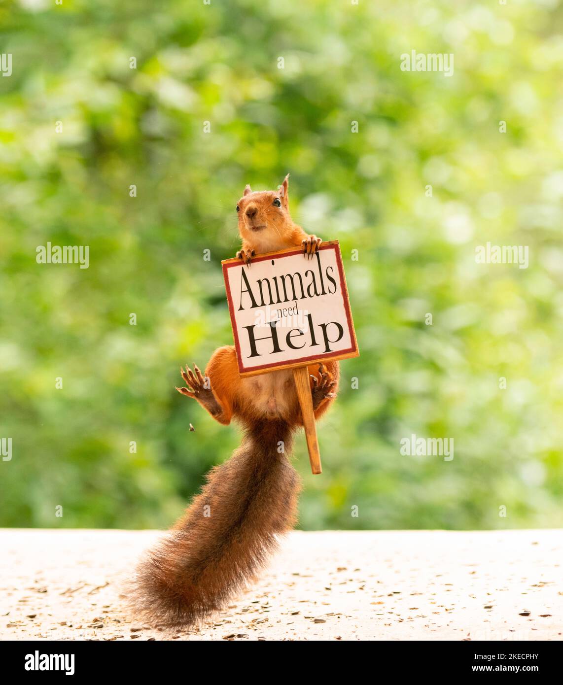 Red Squirrels with signs asking for help Stock Photo - Alamy