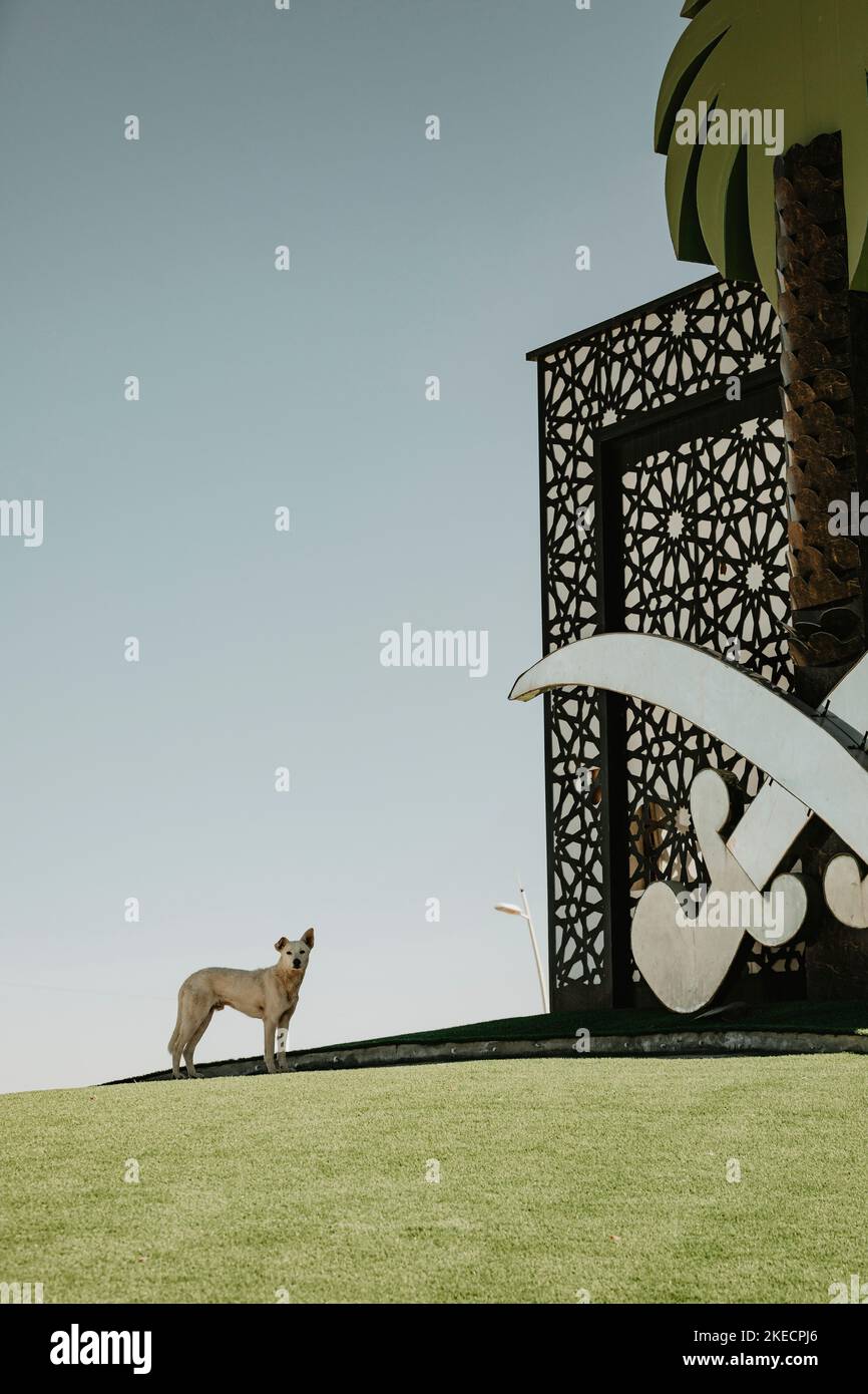 Saudi Arabia, Najran province, Najran, building, detail, meadow, dog ...