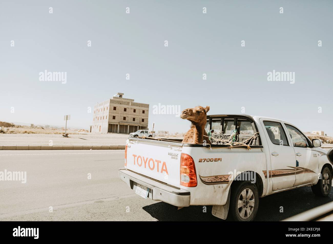 Saudi Arabia, Najran Province, Najran, pick-up, camel Stock Photo - Alamy