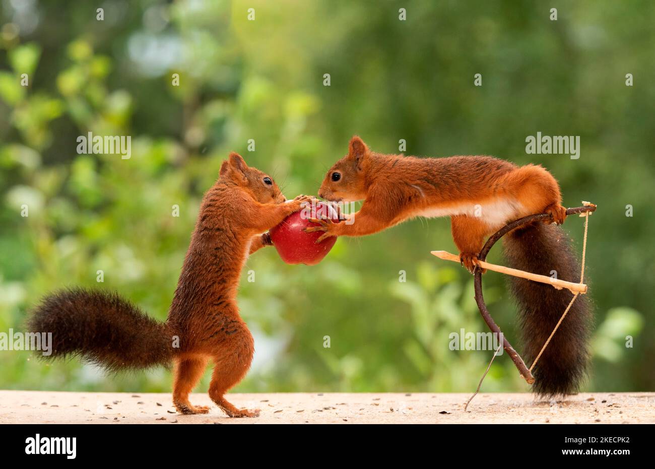 Red squirrel with a bow hi-res stock photography and images - Alamy