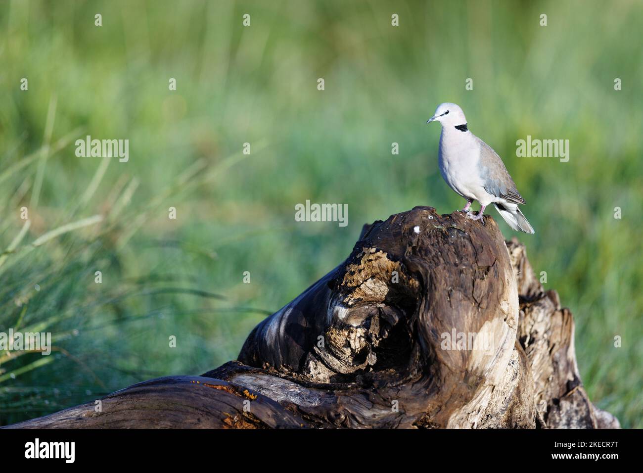 A ring necked dove perching on tree stump Stock Photo - Alamy