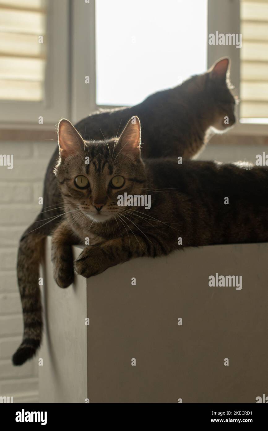 Two cats sit hi-res stock photography and images - Alamy