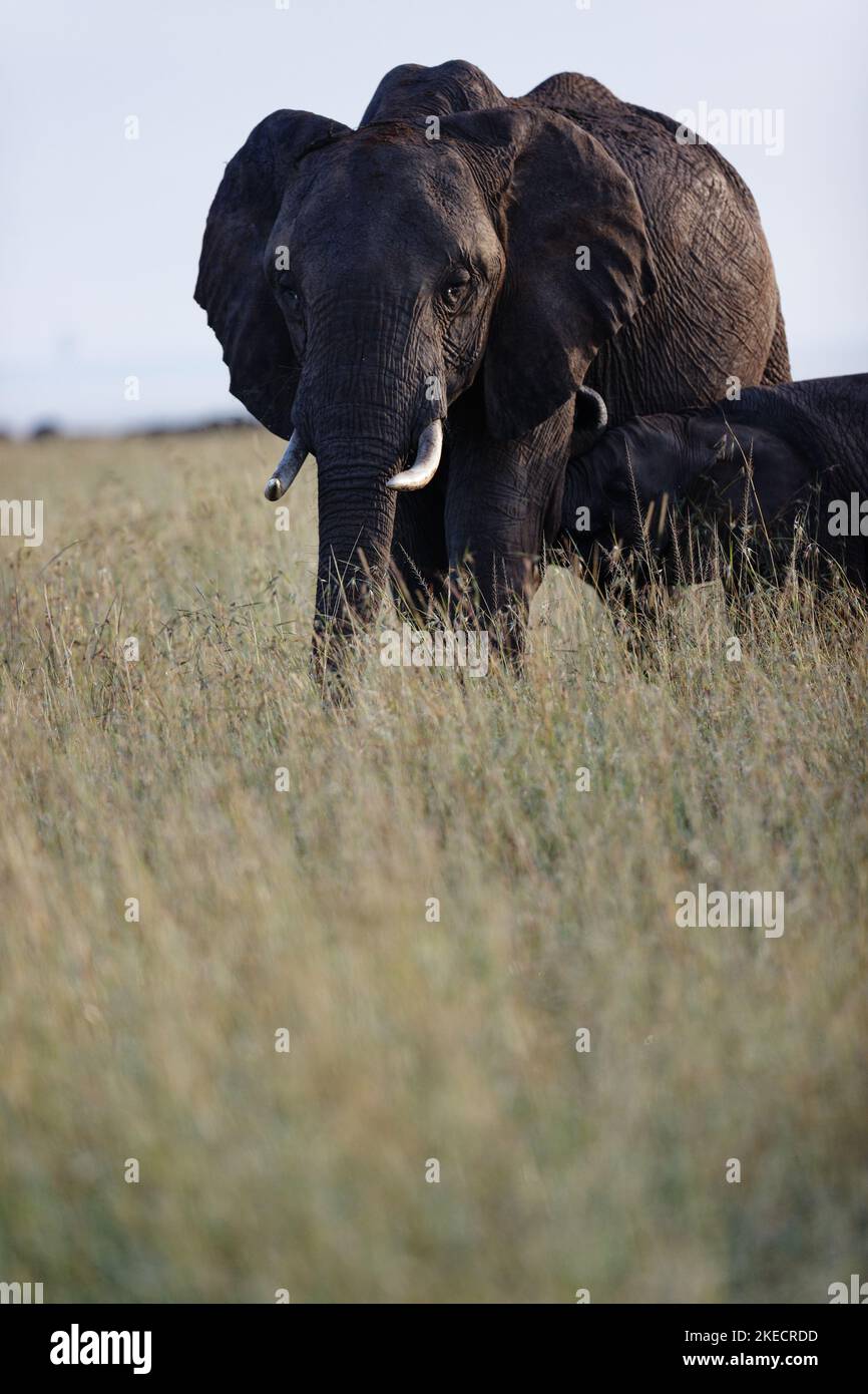 A baby elephant drinking milk from mother in grassland Stock Photo - Alamy
