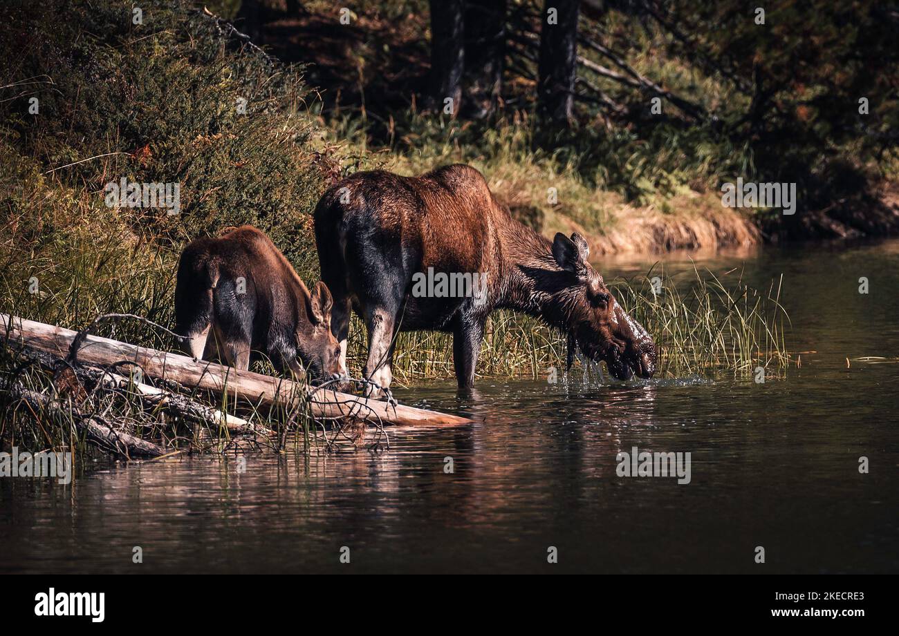 Moose drinking water hi-res stock photography and images - Alamy