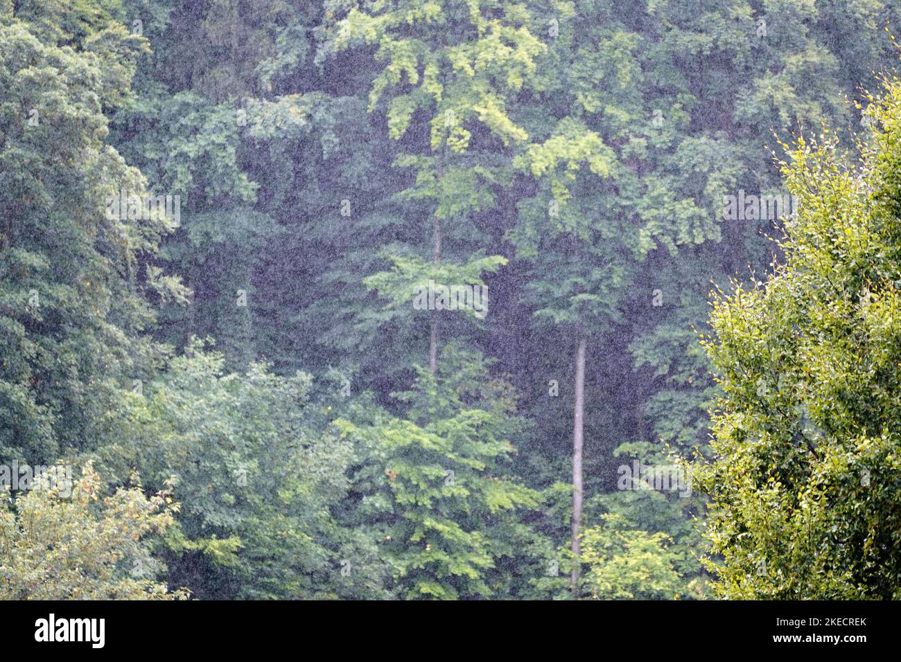 Germany, Bavaria, Upper Bavaria, edge of forest, rain, raindrops Stock ...