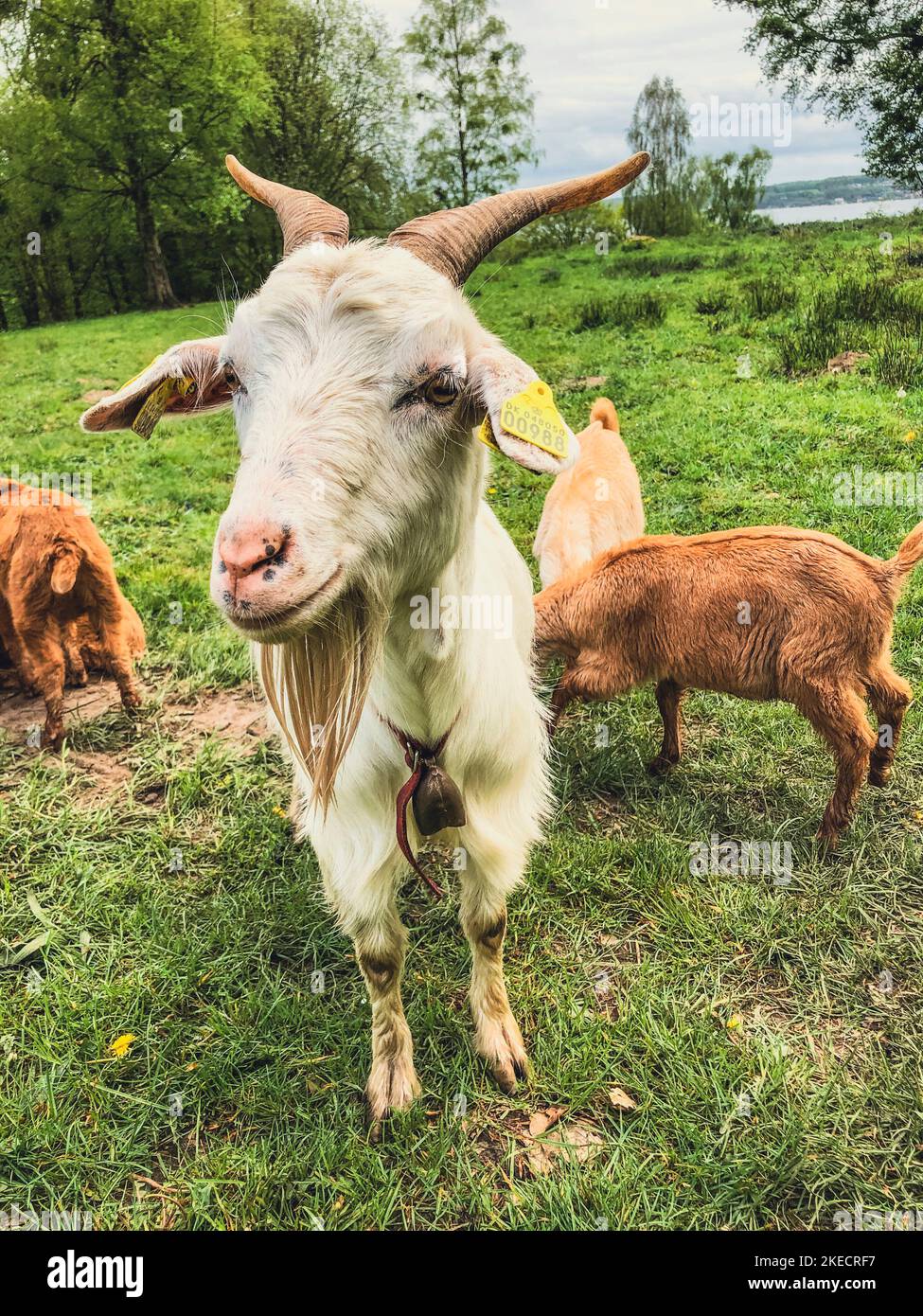 Goat, Apenrad fjord, meadow, animals, landscape, Denmark Stock Photo ...