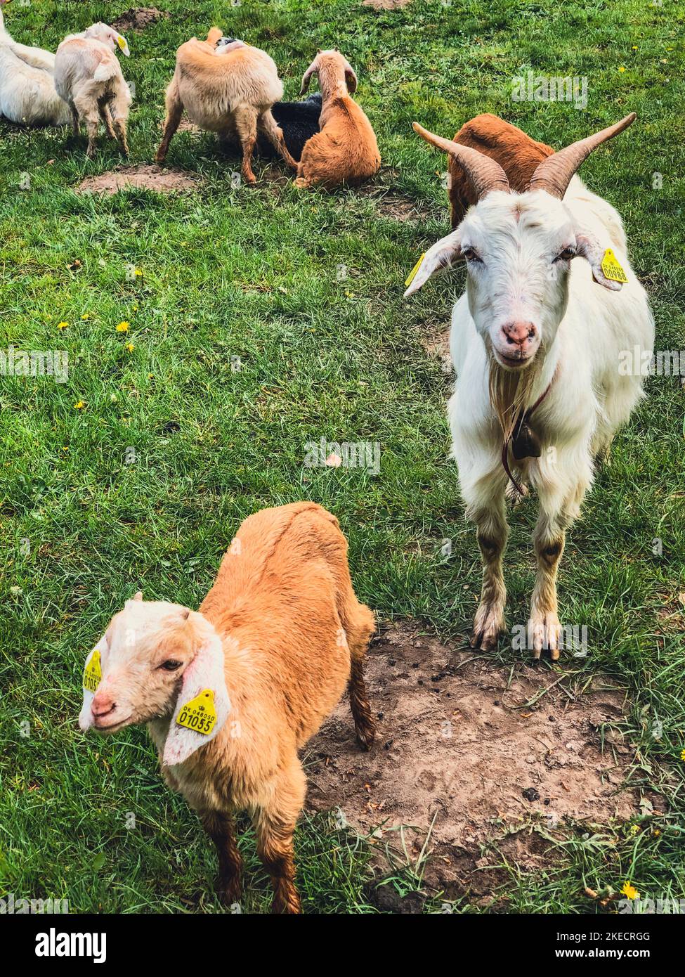 Goat, Apenrad fjord, meadow, animals, landscape, Denmark Stock Photo ...