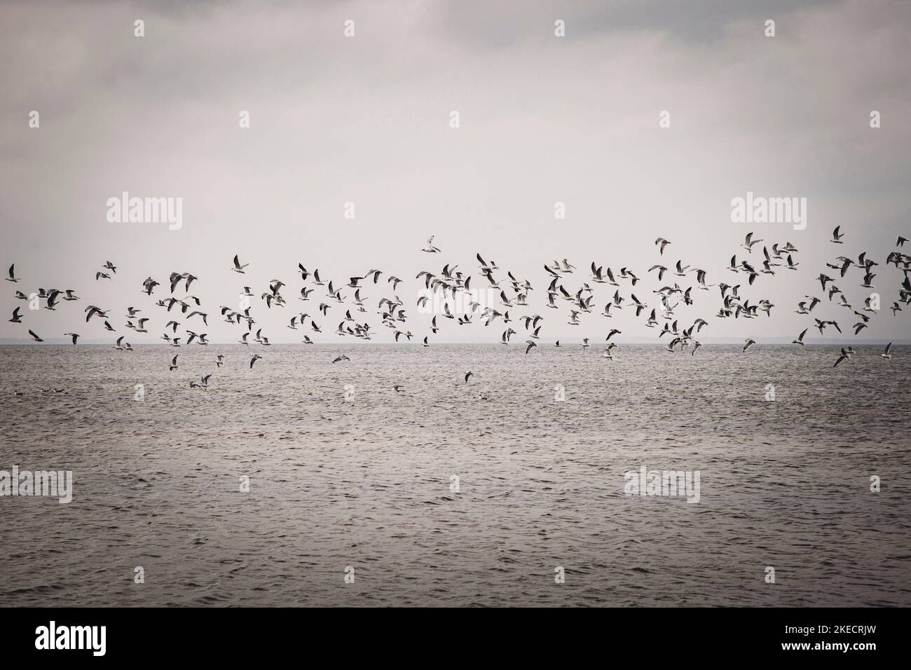 Limfjord birds hi-res stock photography and images - Alamy