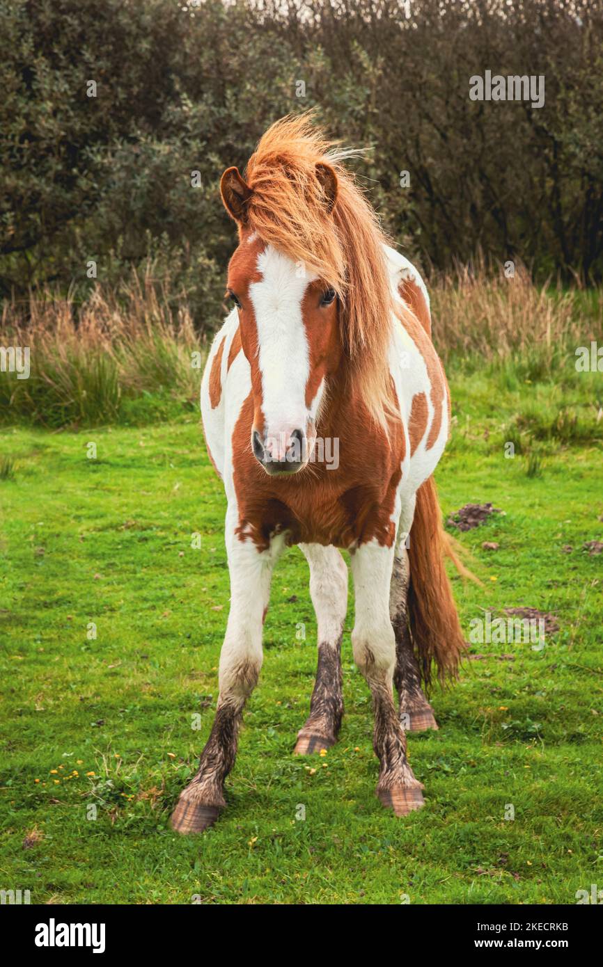 Hostrup hi-res stock photography and images - Alamy