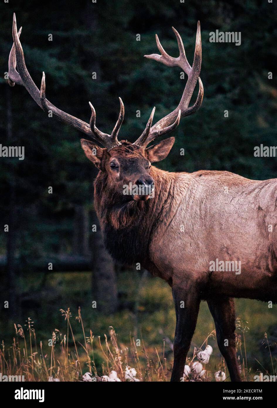 Jasper national park wildlife hi-res stock photography and images - Alamy