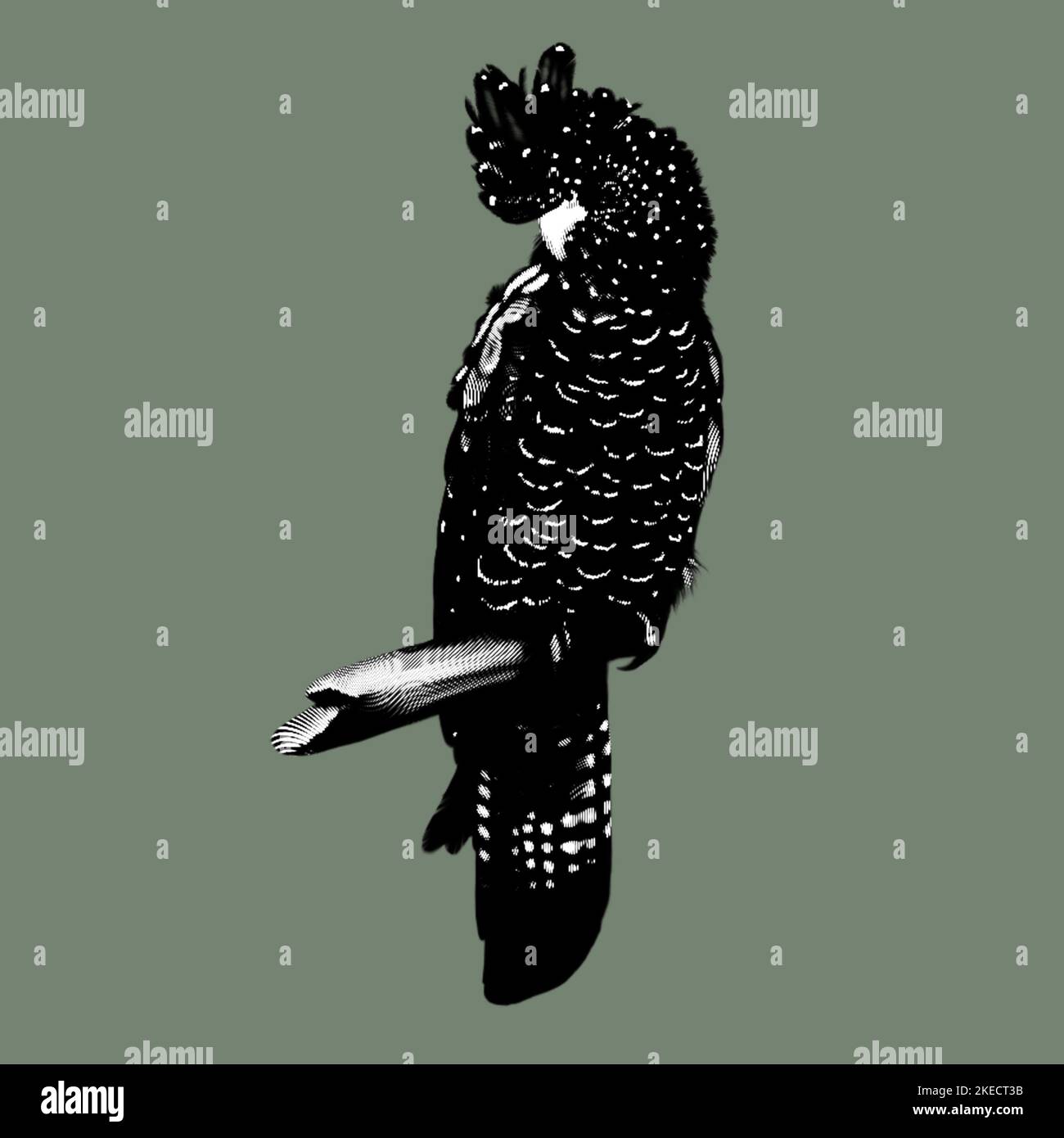 Exotic cockatoo pictures hi-res stock photography and images - Alamy