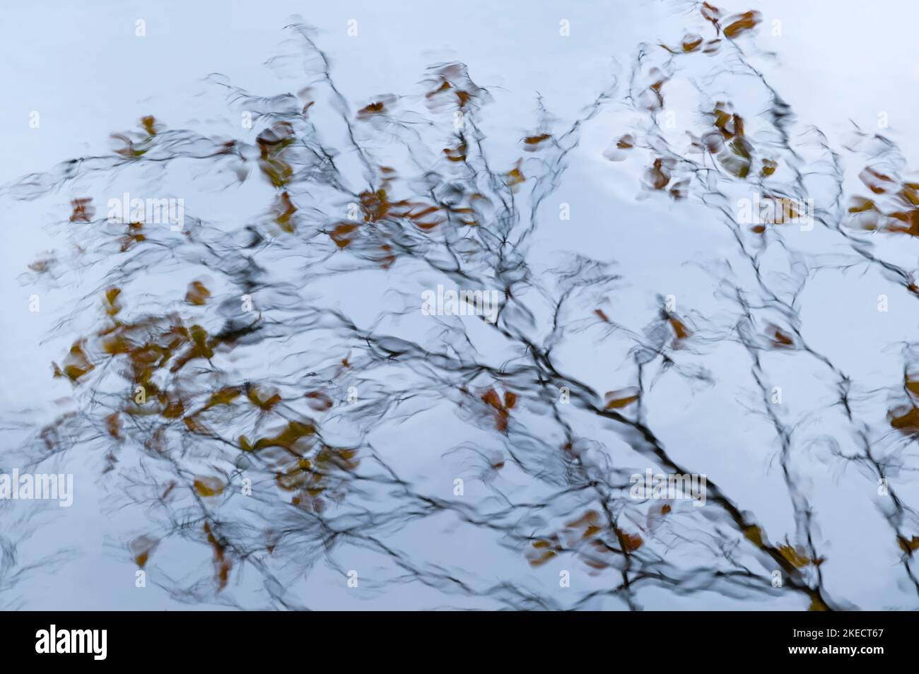 Branches with autumn leaves reflected in the water of a lake, France, Vosges Mountains Stock ...