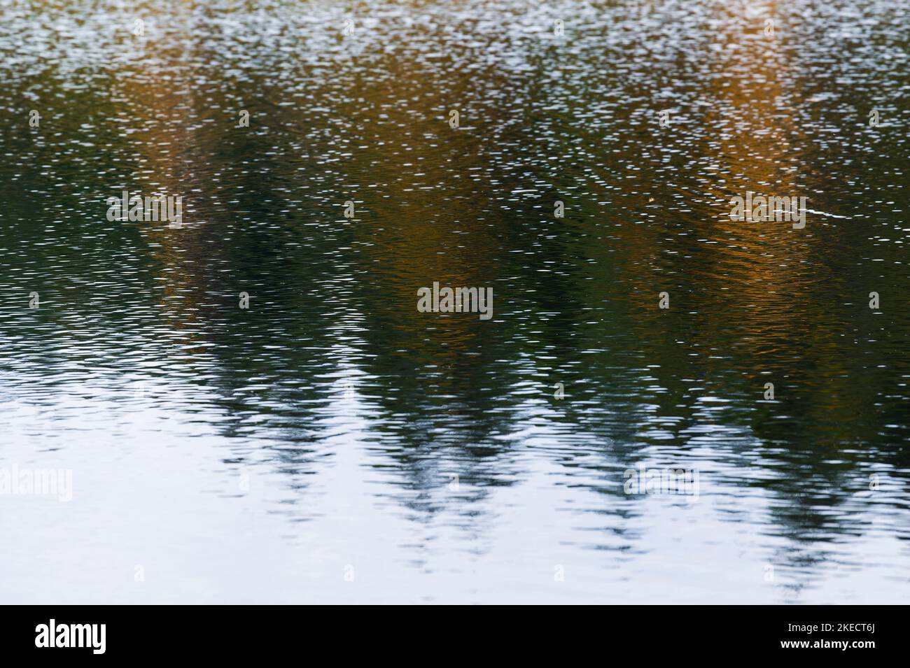 Trees reflected in the lake, autumn atmosphere at Tourbière de Lispach ...