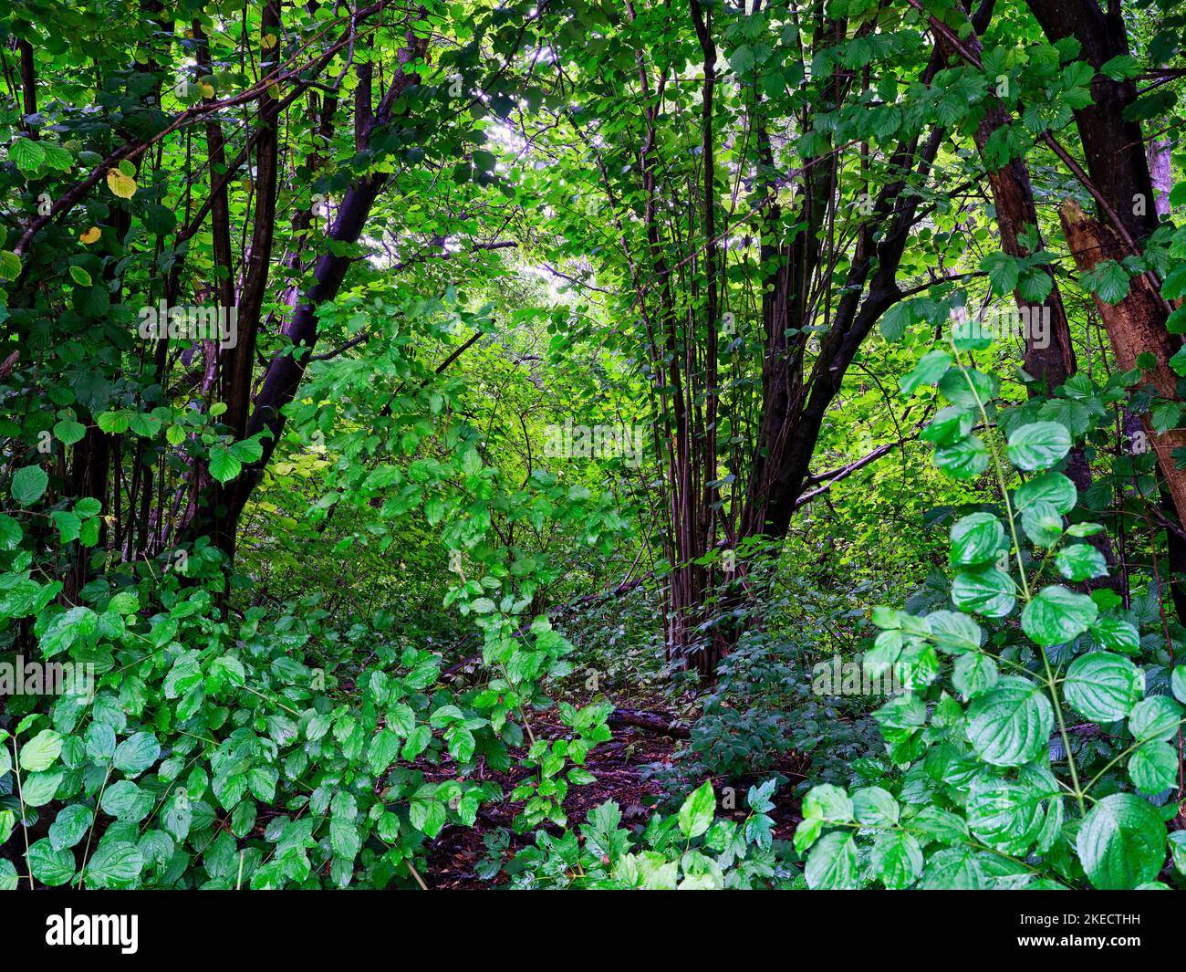 Alluvial forest in the Meringerau, Aichach-Friedberg district Stock ...
