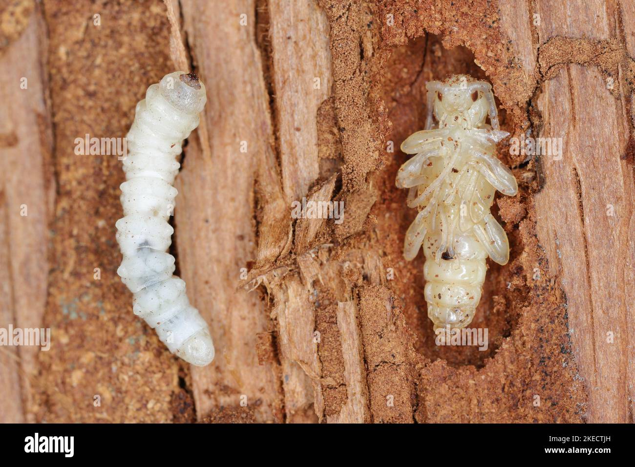 Larva and pupae of the beetle from family Cerambycidae (longhorn ...