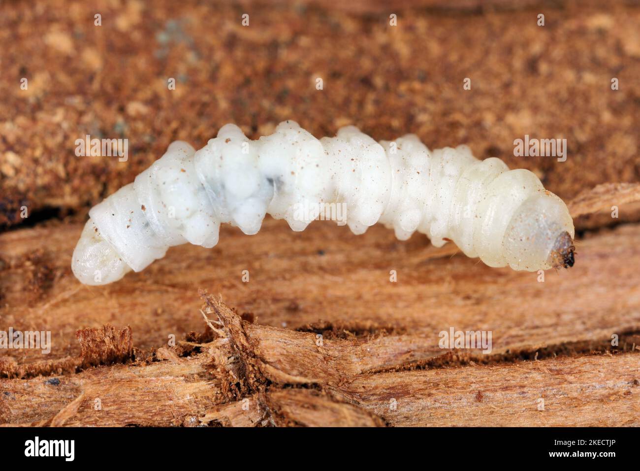 Larva of the beetle from family Cerambycidae (longhorn beetles Stock ...