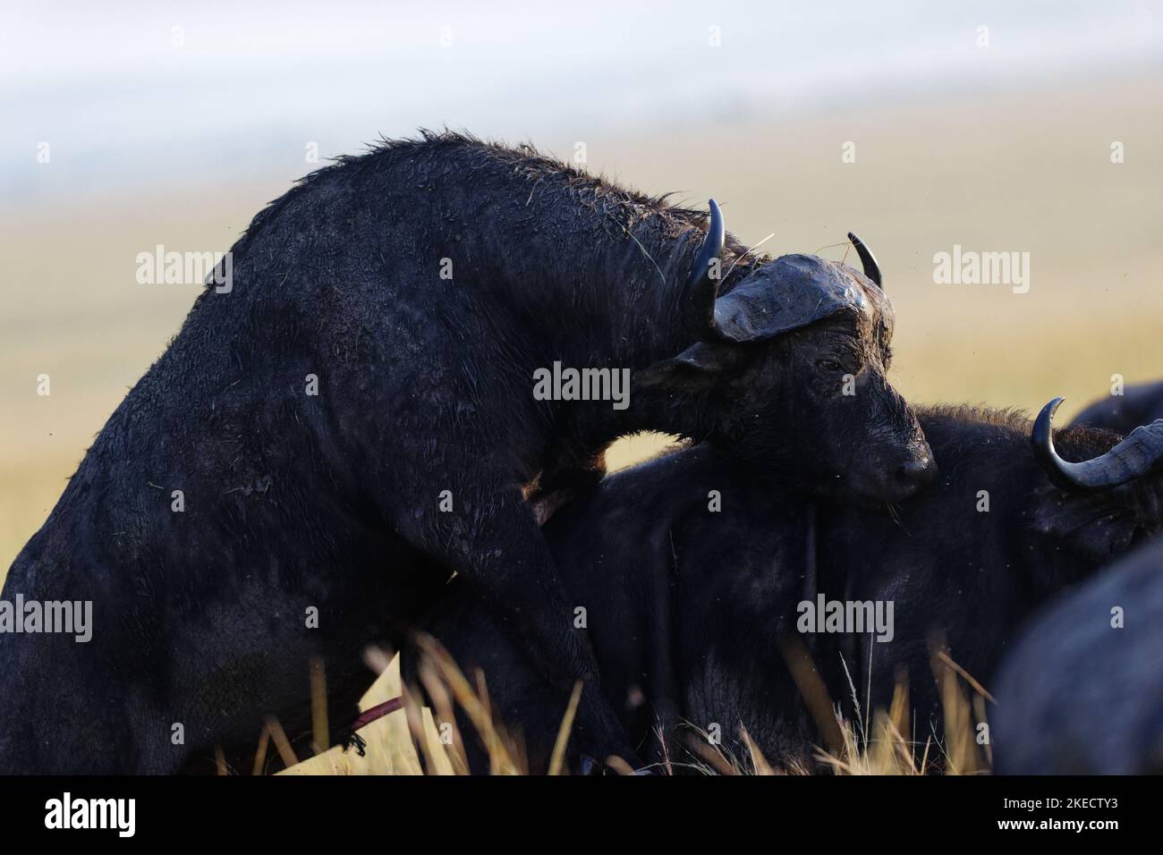 A view of African buffalos mating in grassland Stock Photo - Alamy