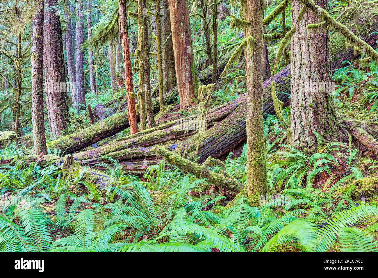 Rainforest at Lake Crescent in Olympic National Park Washington USA ...