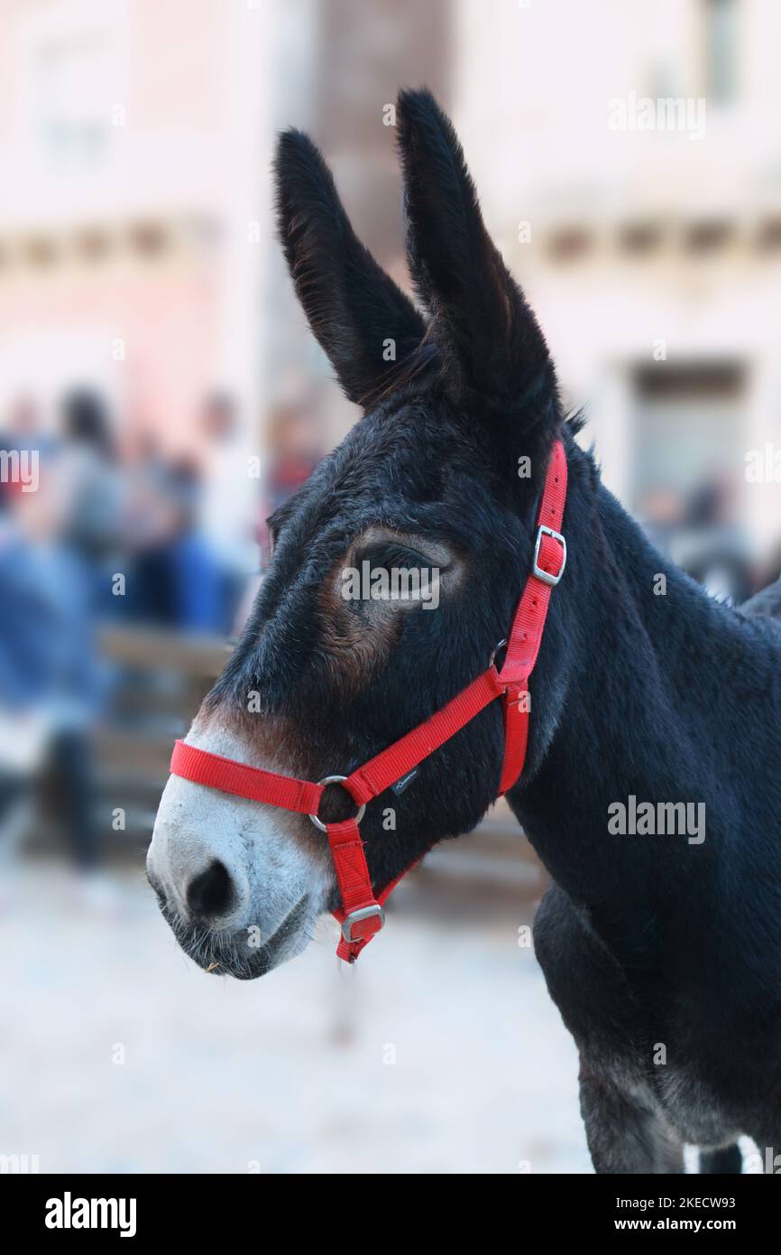 Close up of a donkey with side view Stock Photo - Alamy