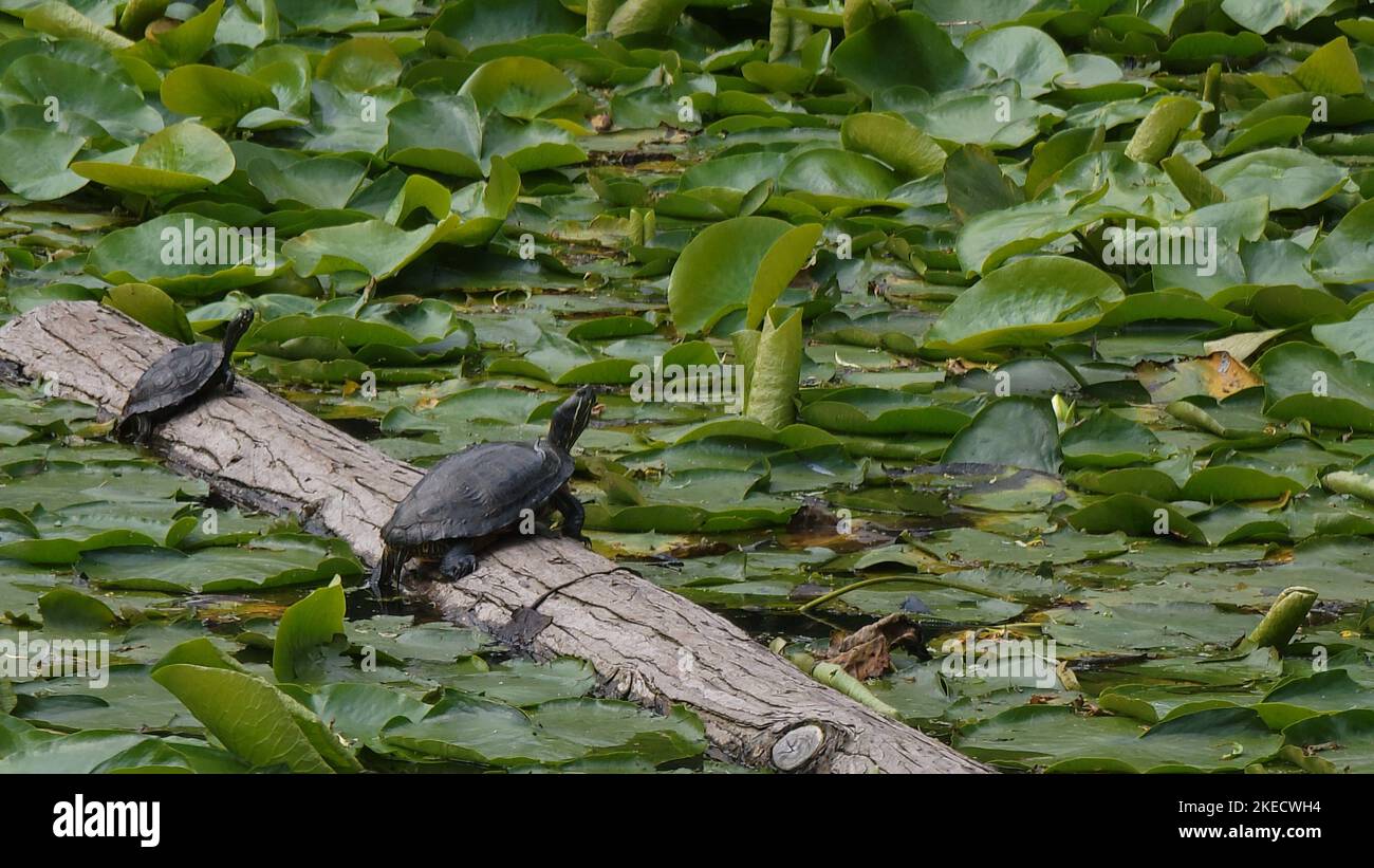 Callirostris hi-res stock photography and images - Alamy