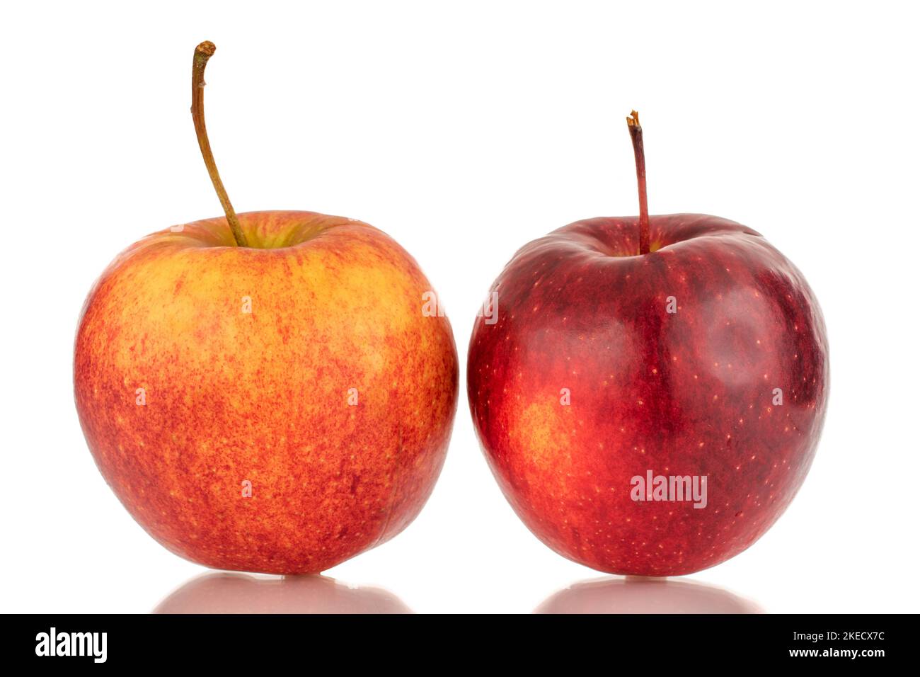 Two red ripe apples, macro, isolated on white background Stock Photo ...