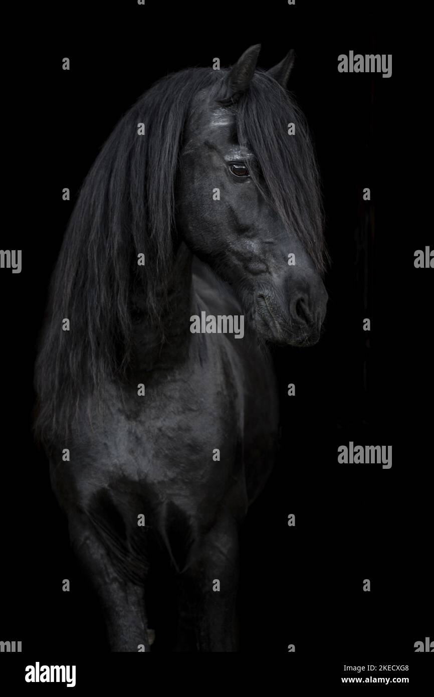 Friesian Horse portrait Stock Photo - Alamy