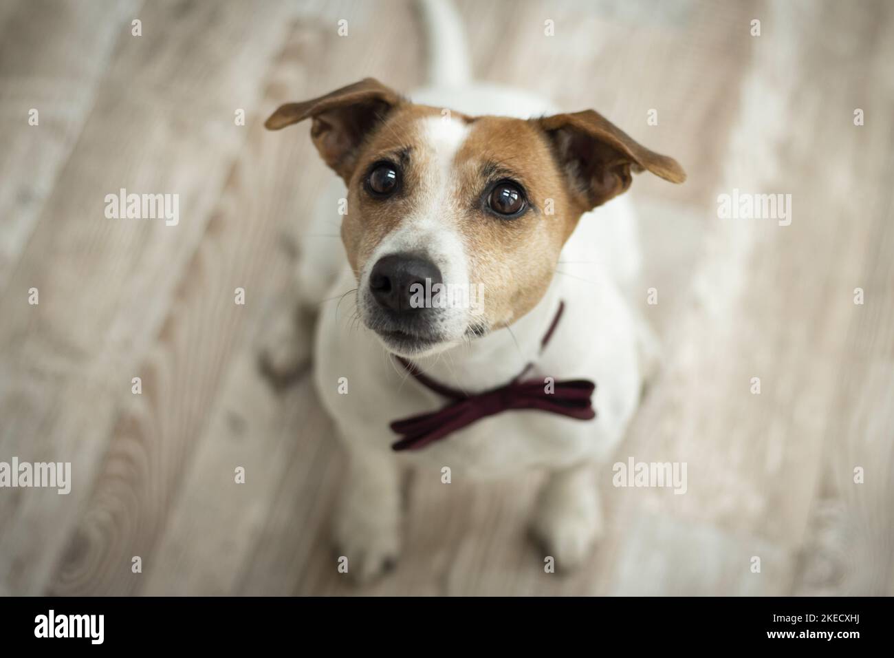 sitting Jack Russell Terrier Stock Photo - Alamy