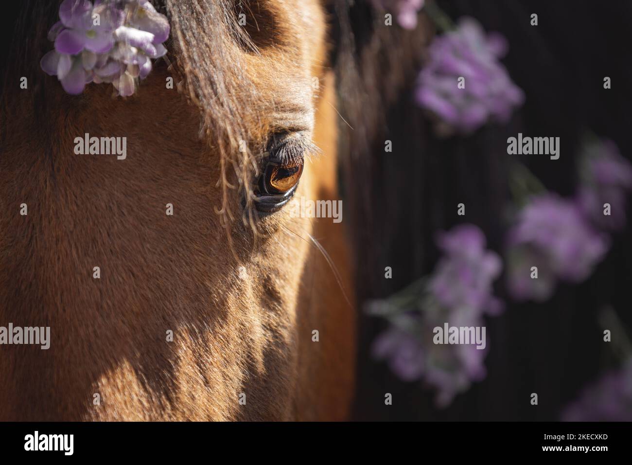 arabian horse eye Stock Photo - Alamy