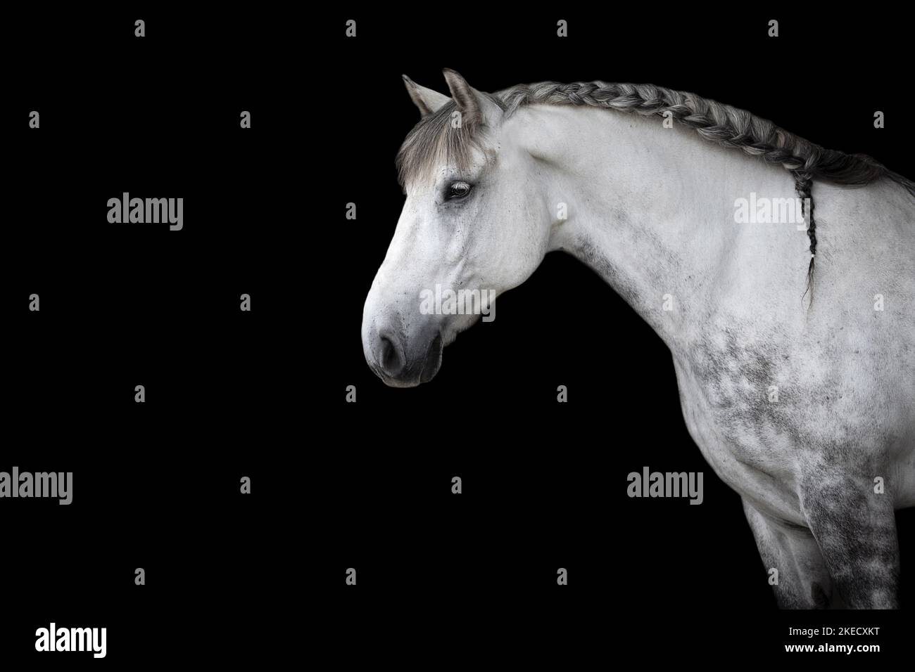 Lipizzan cross hi-res stock photography and images - Alamy