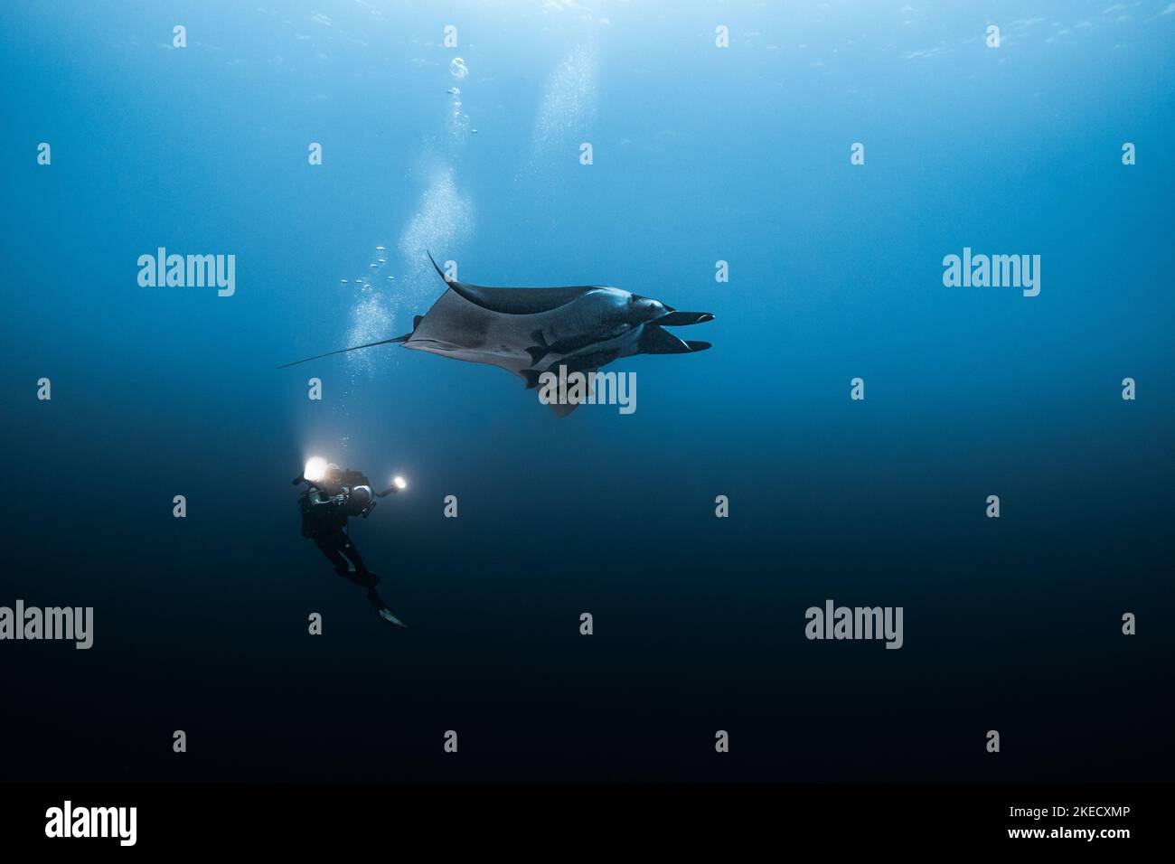 under water photographer with manta ray Stock Photo - Alamy