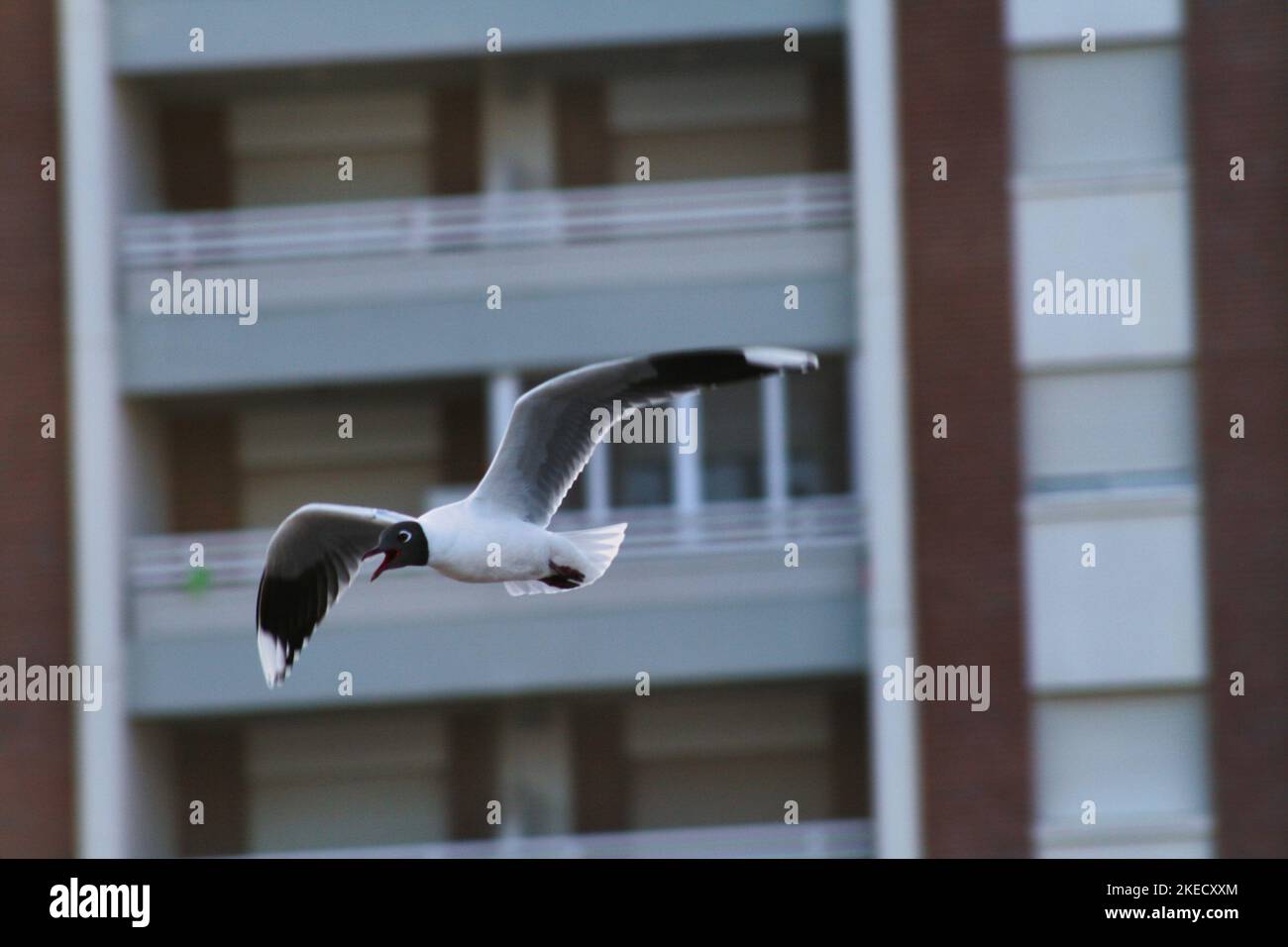 A low-angle closeup of a laughing gull flying in the air blurred ...
