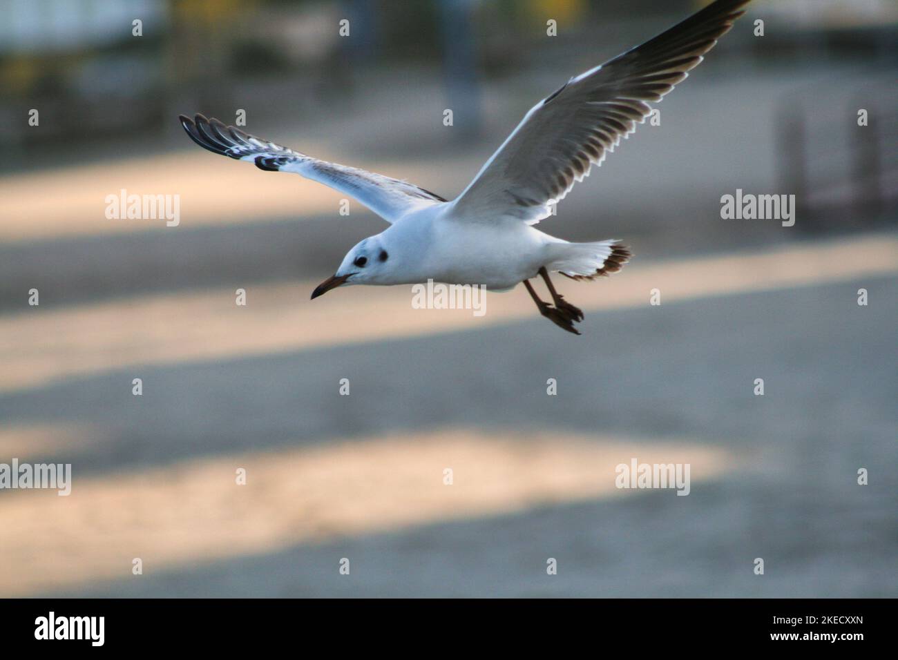 A low-angle closeup of a laughing gull flying in the air, sunlit ...