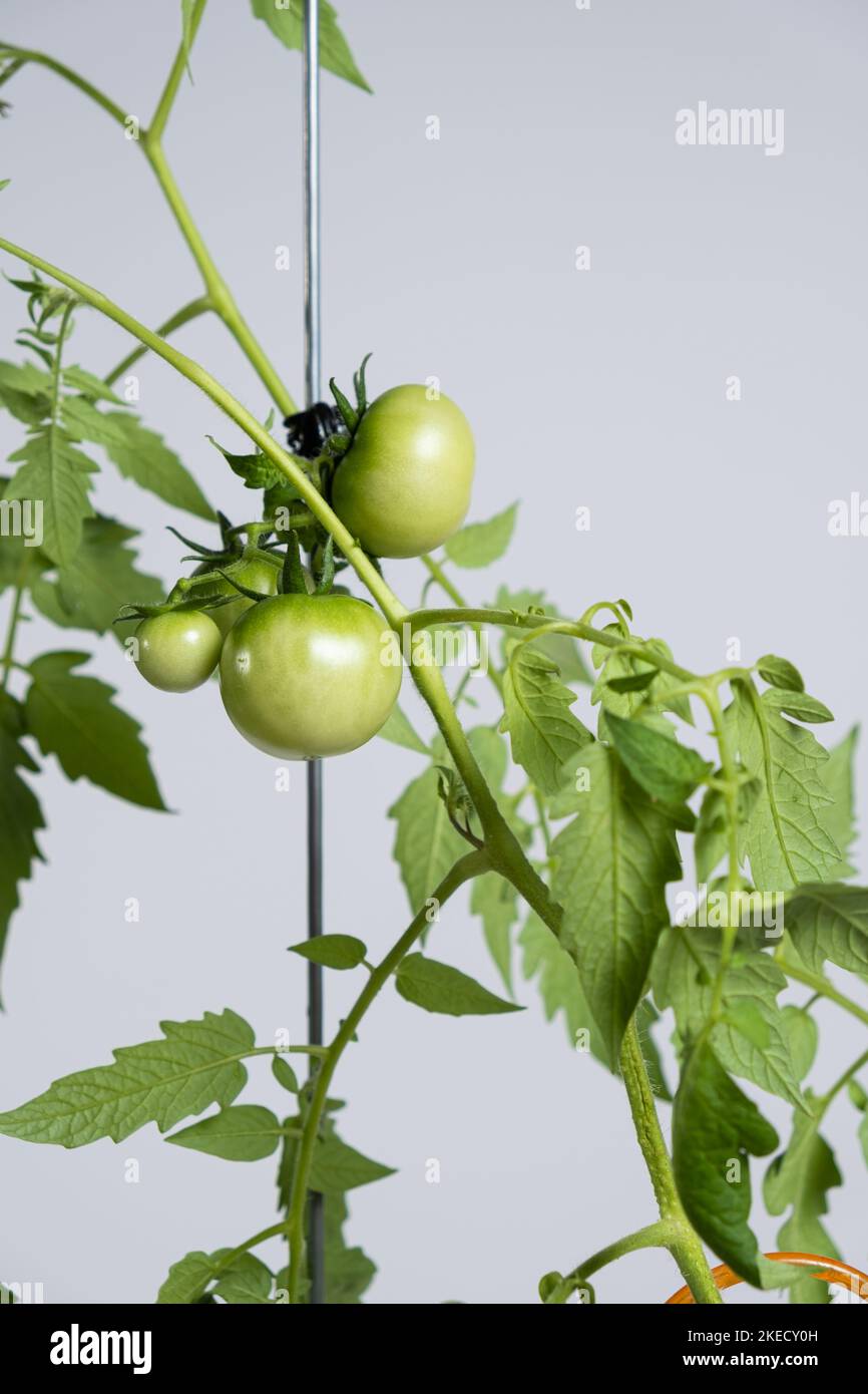 Growing tomatoes from seeds, step by step. Step 12 - lots of green ...