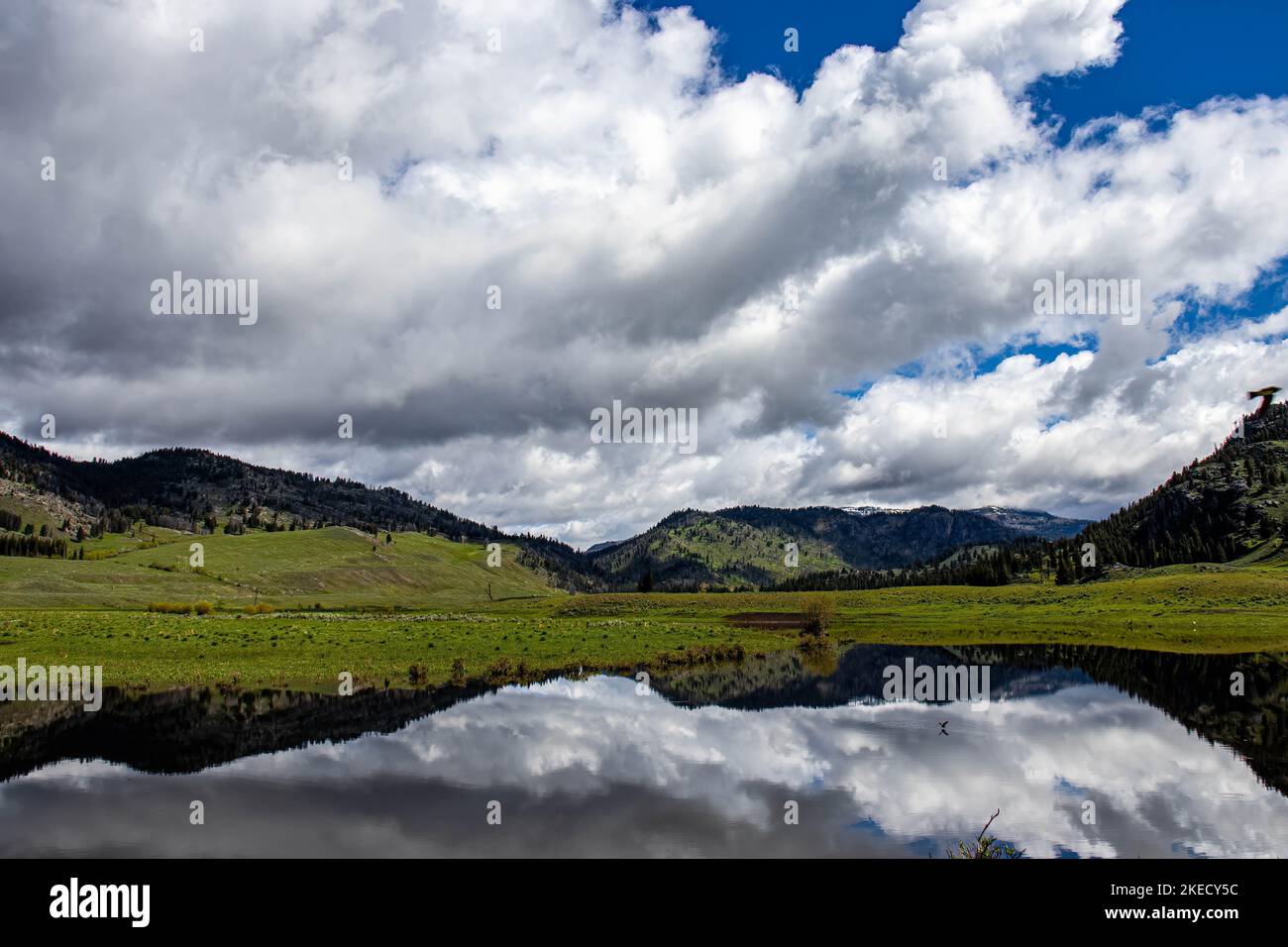 A low-angle of Yellowstone national park view with a lake reflecting ...