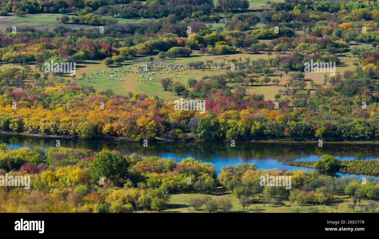 A high-angle of a flock of sheep in sunlit colorful wetlands, a river ...