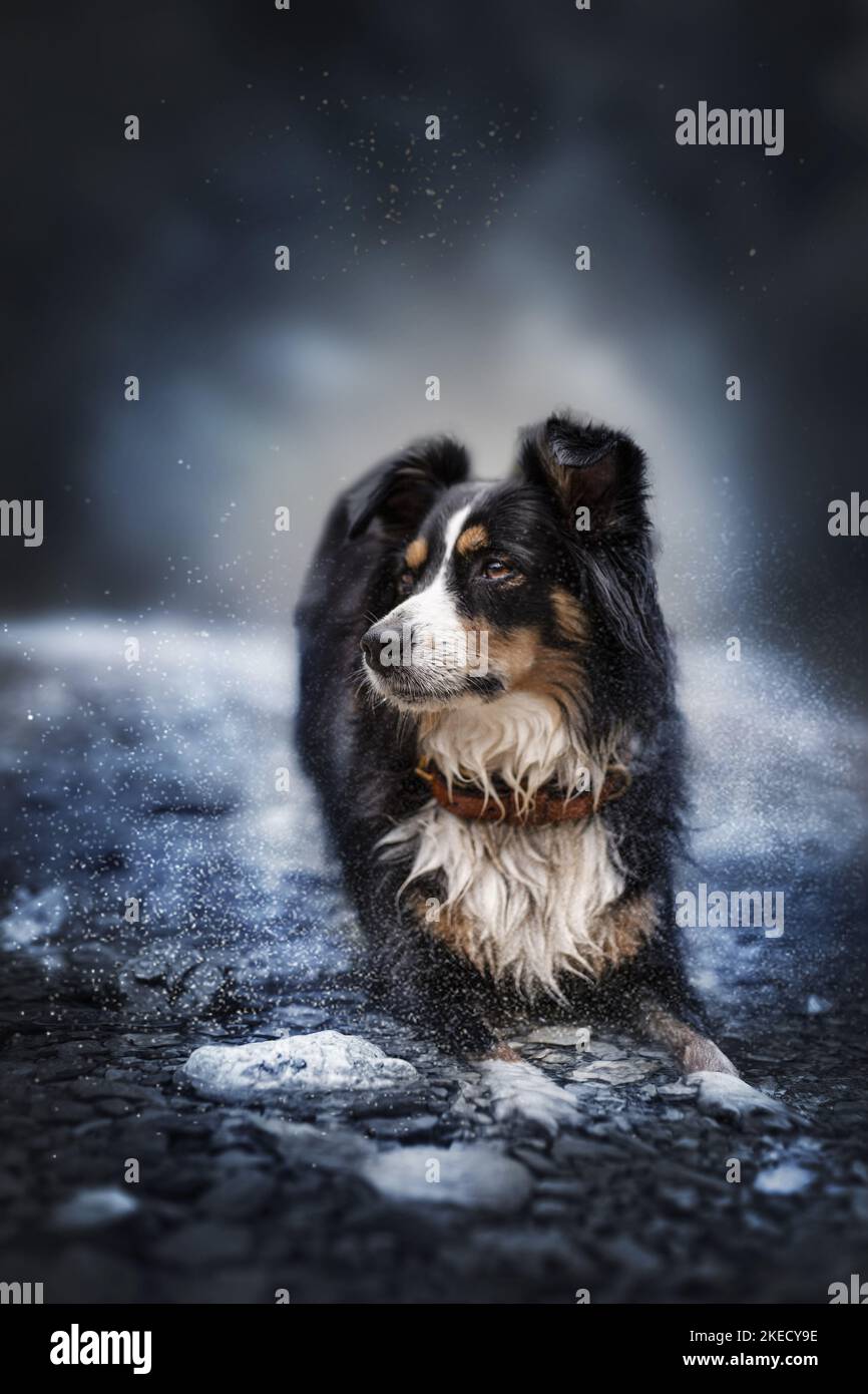 Miniature Australian Shepherd Stock Photo - Alamy