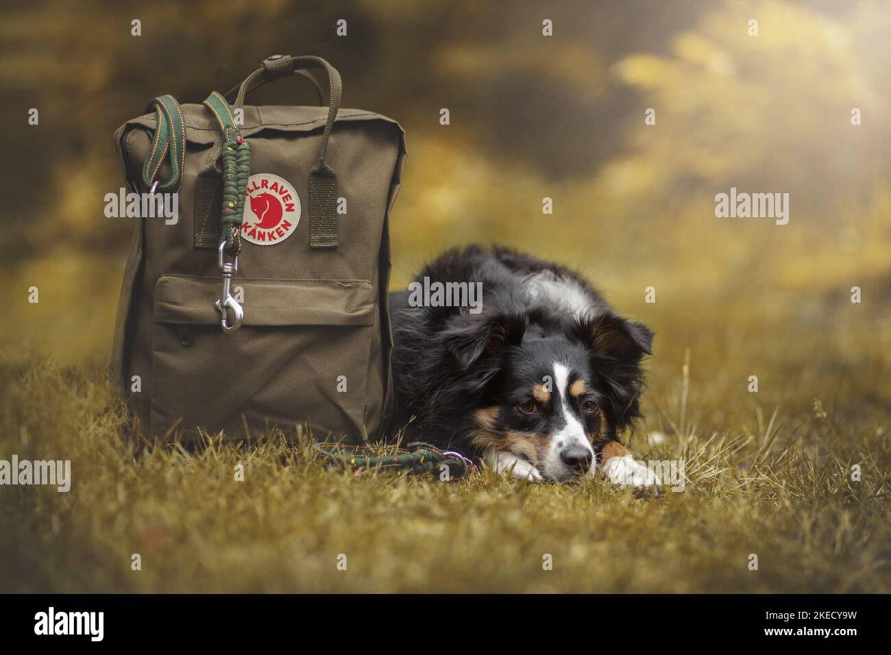 Miniature Australian Shepherd Stock Photo - Alamy