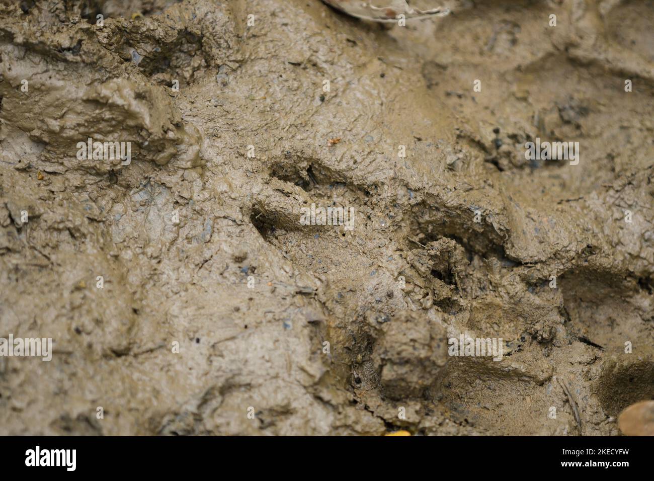 wild boar footprint in the mud Stock Photo - Alamy