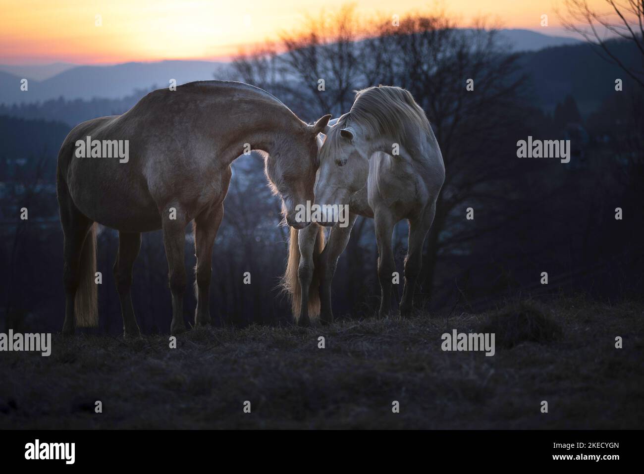 Palomino horse lusitano hi-res stock photography and images - Alamy