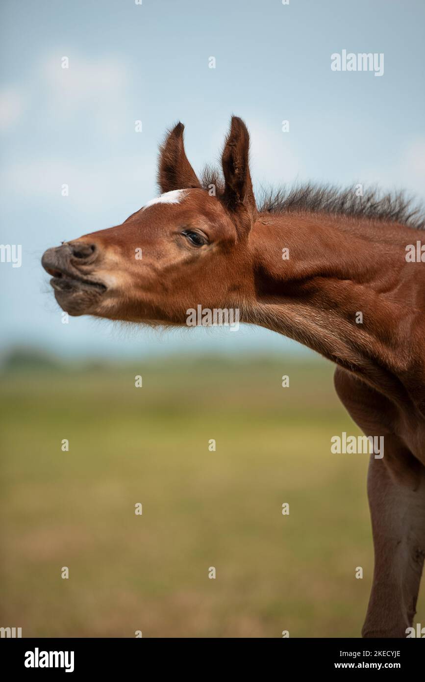 Warmblood foal portrait Stock Photo - Alamy