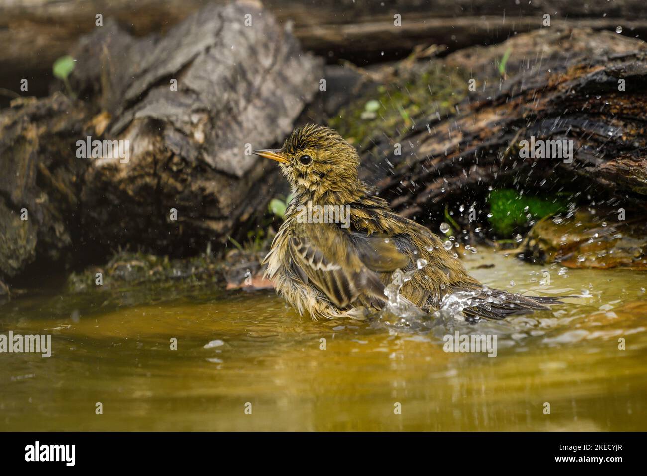closeup common pipit bathing Stock Photo - Alamy