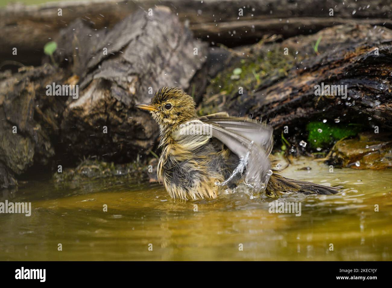 closeup common pipit bathing Stock Photo - Alamy