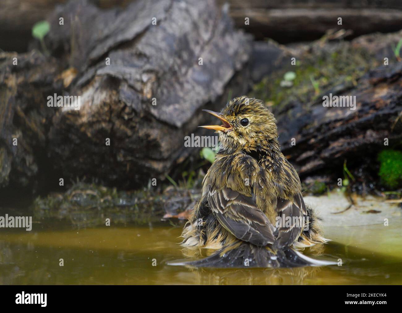 closeup common pipit bathing Stock Photo - Alamy