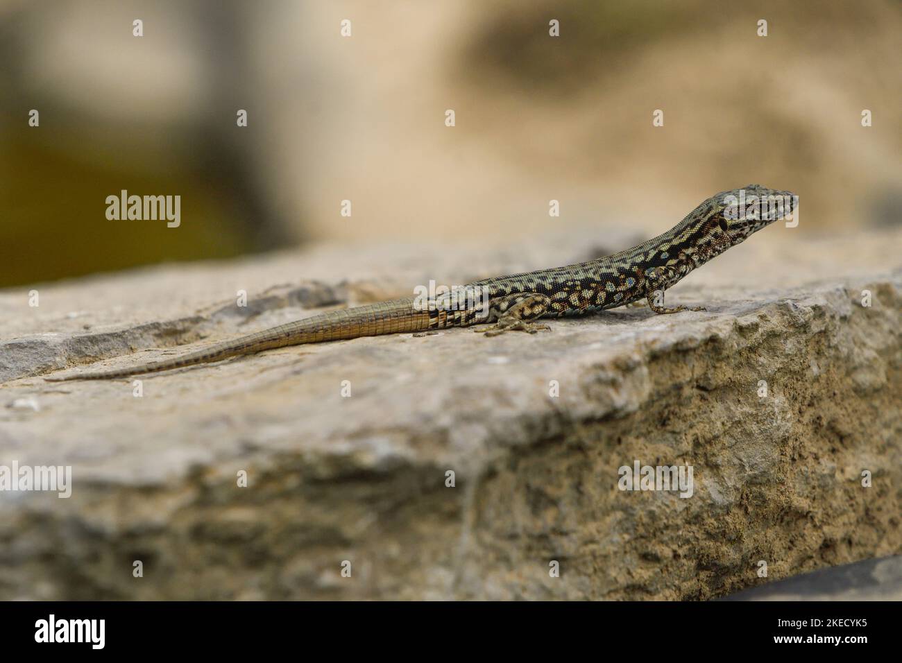Lizard regenerated tail hi-res stock photography and images - Alamy