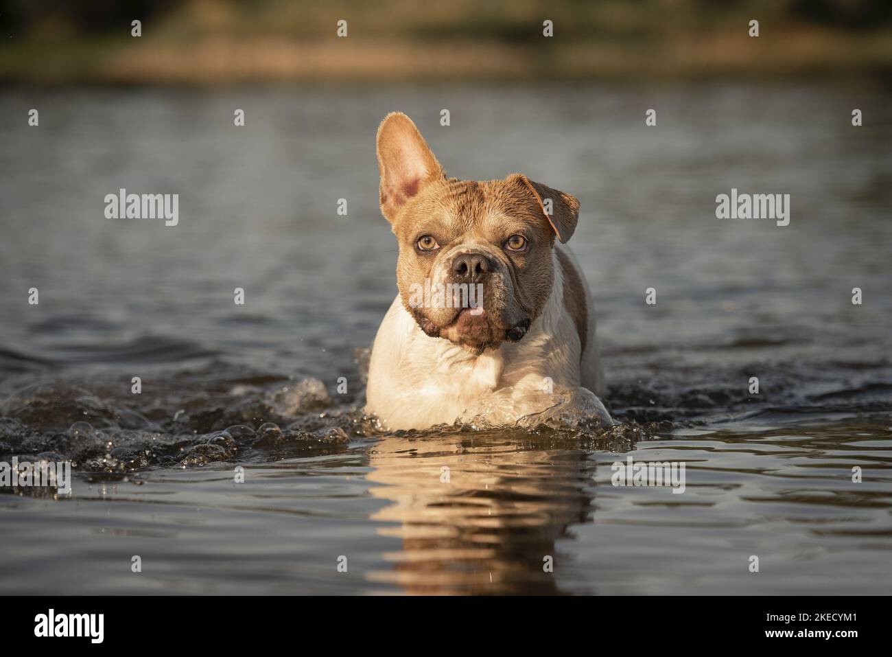 French Bulldog in the water Stock Photo - Alamy