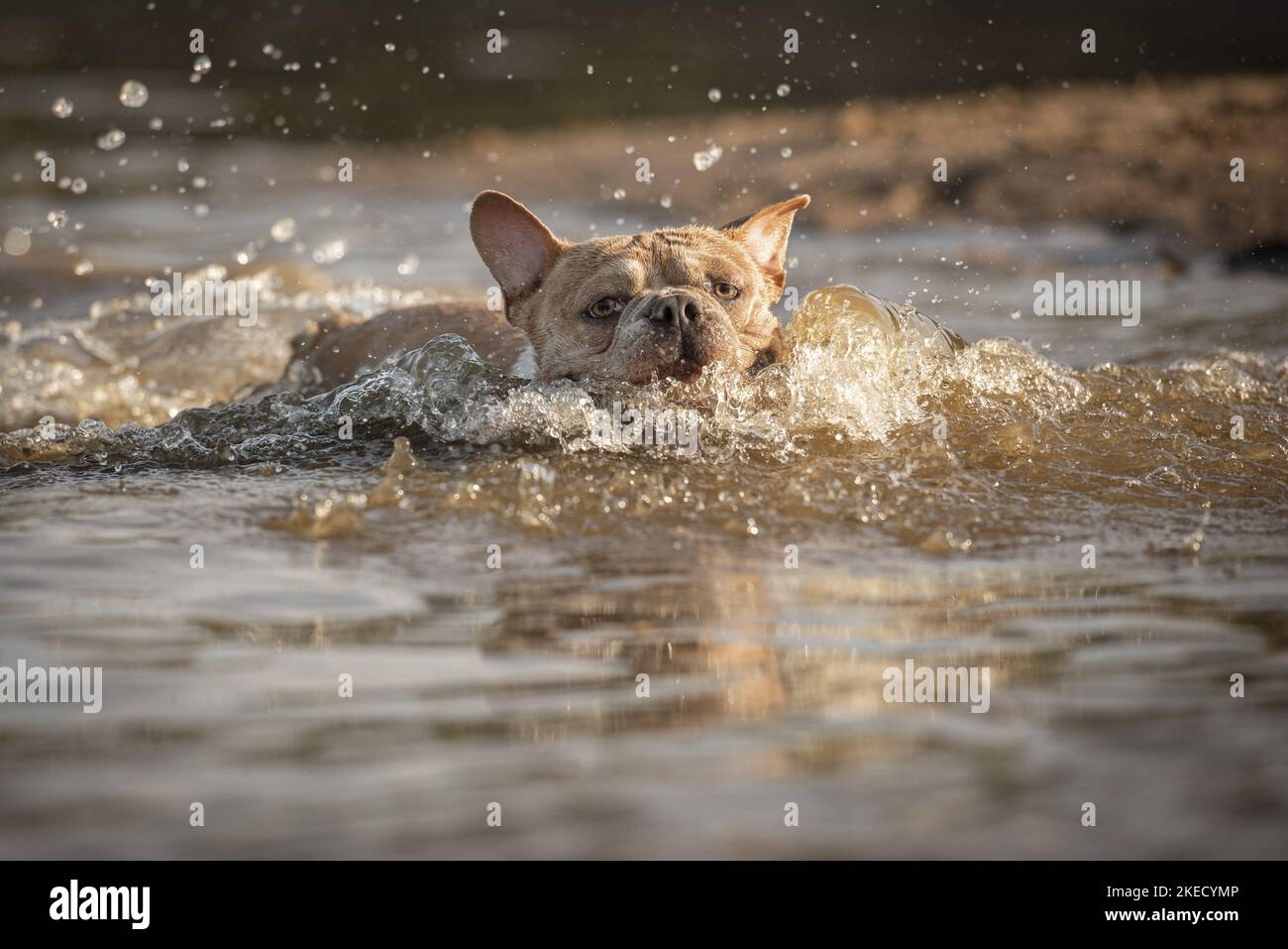 French Bulldog in the water Stock Photo - Alamy