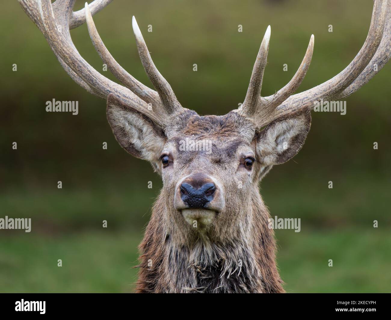 Red Deer Stag Head Stock Photo - Alamy