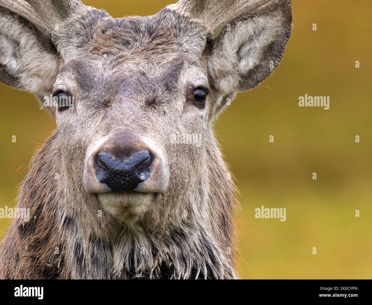 Red Deer Stag Head Stock Photo - Alamy
