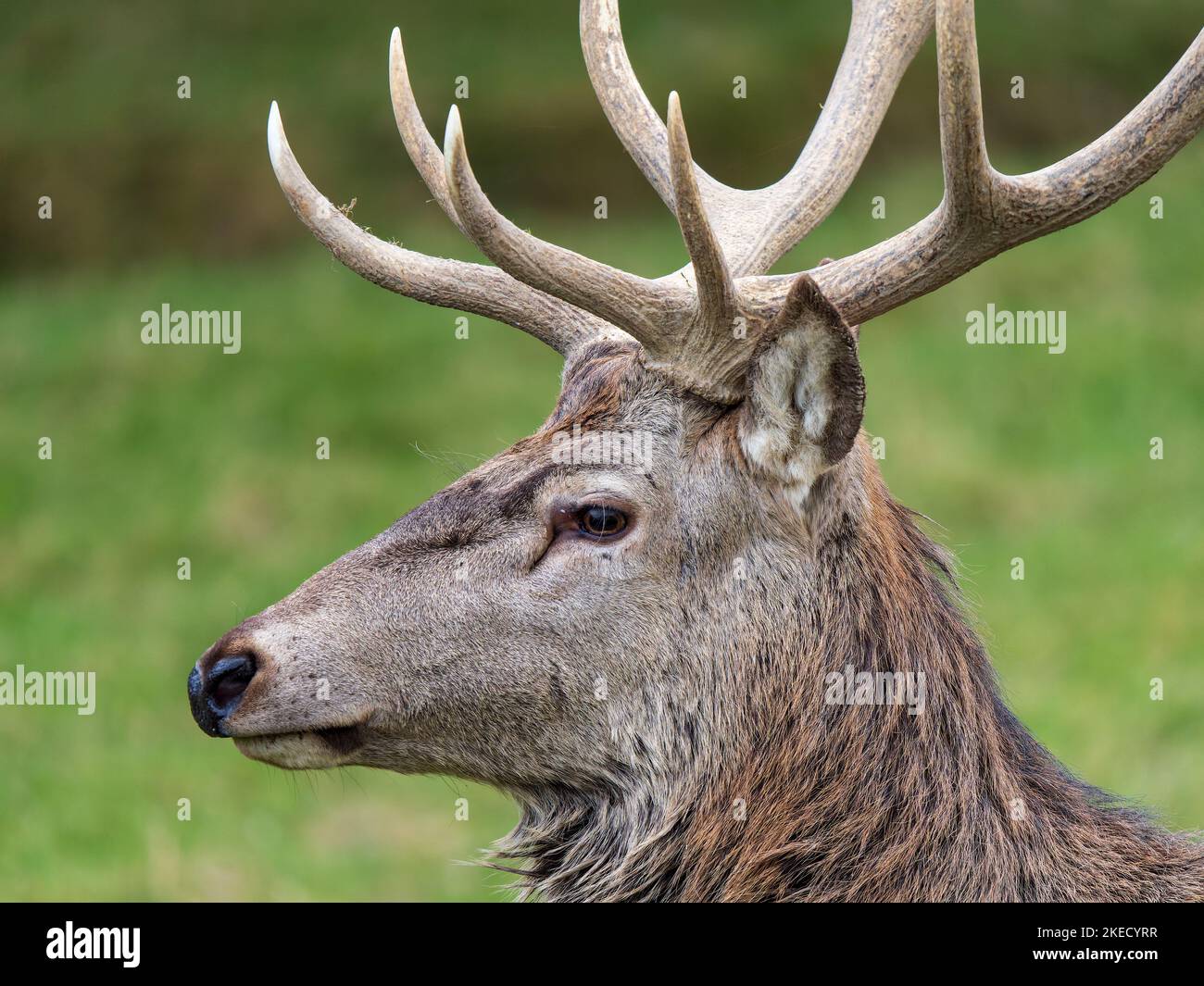 Red Deer Stag Head Stock Photo - Alamy